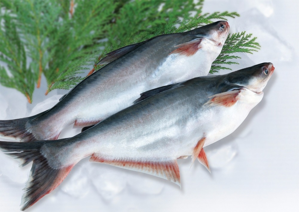FROZEN PANGASIUS WHOLE ROUND