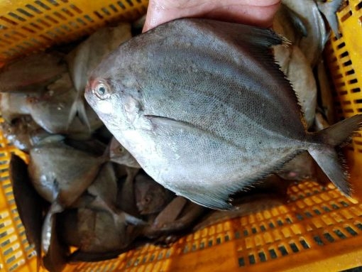 FROZEN BLACK POMFRET